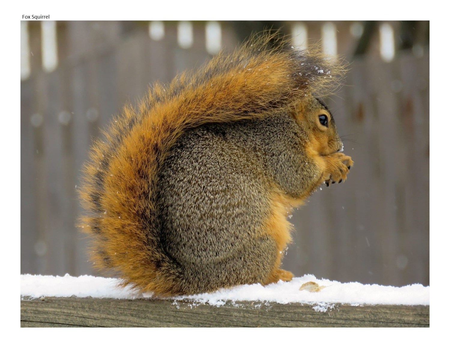 squirrel – Storytime with Ms. Emily Library
